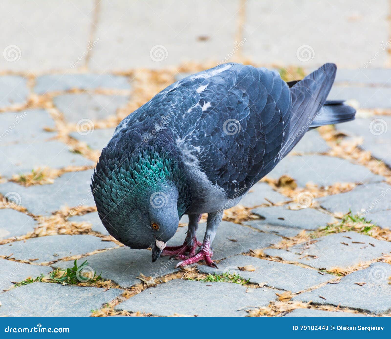 Duva fotografering för bildbyråer. Bild av livstid, sökande - 79102443