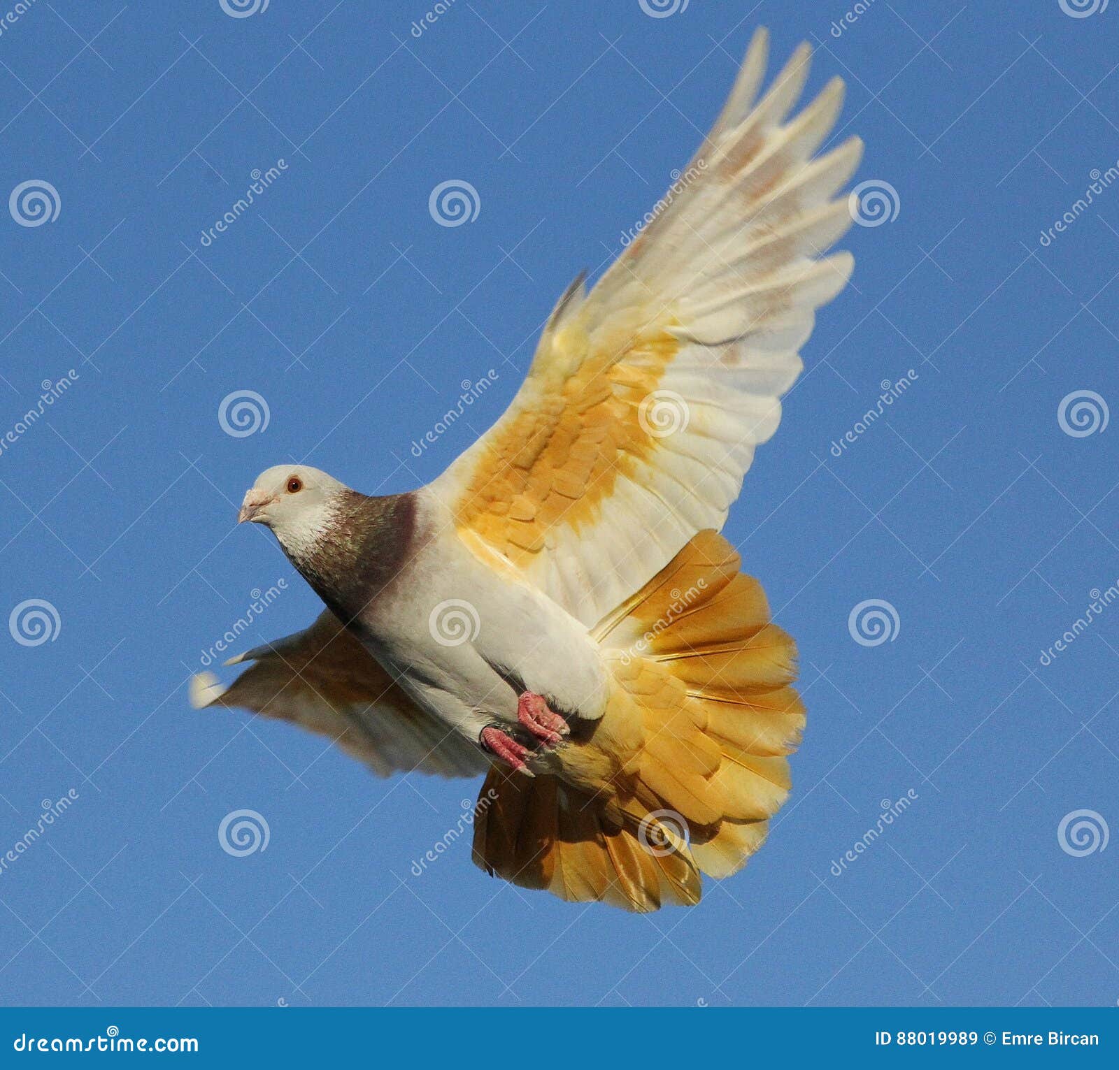 Duva fotografering för bildbyråer. Bild av duva, angus - 88019989