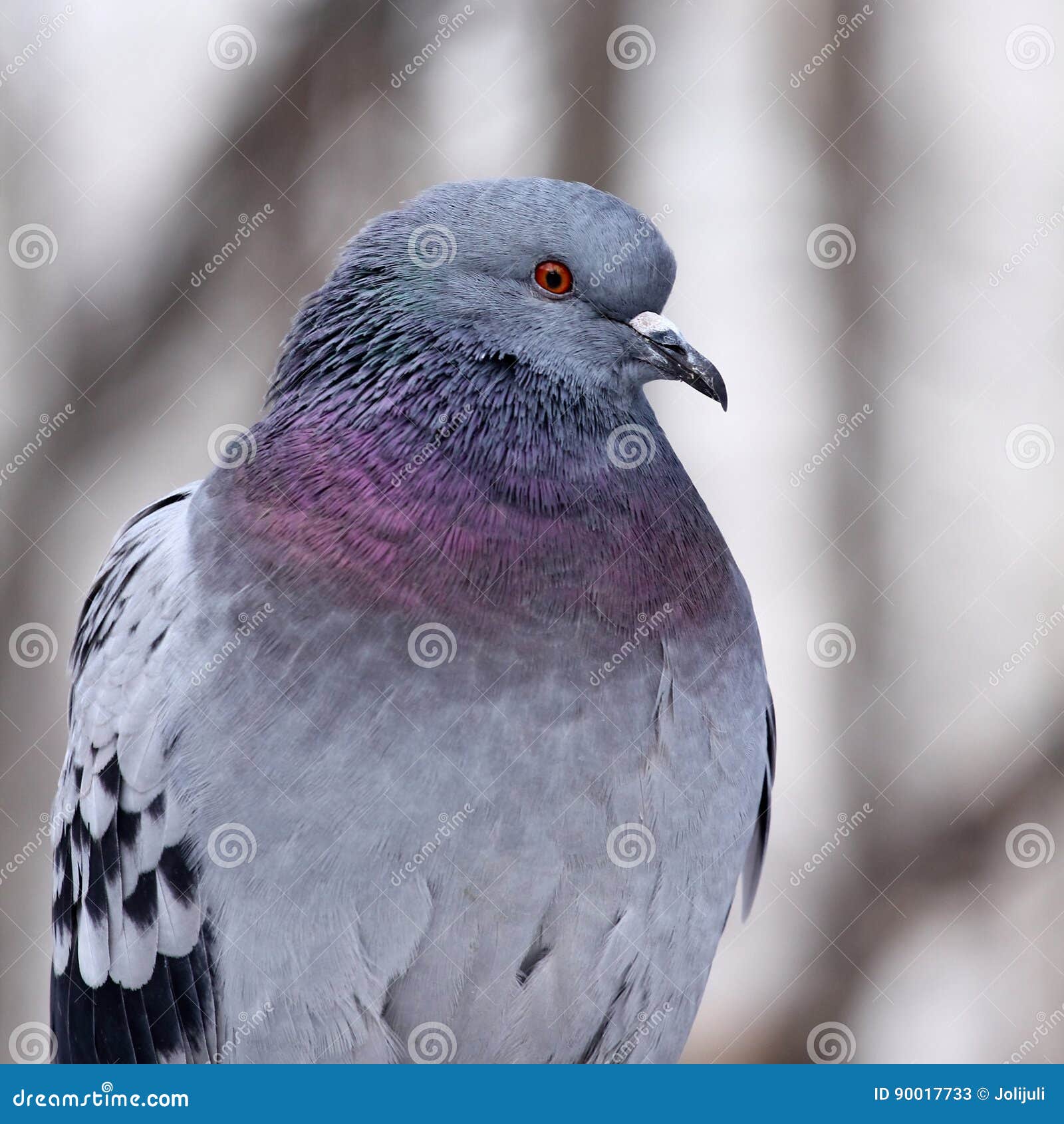 Duva fotografering för bildbyråer. Bild av barbacka - 90017733