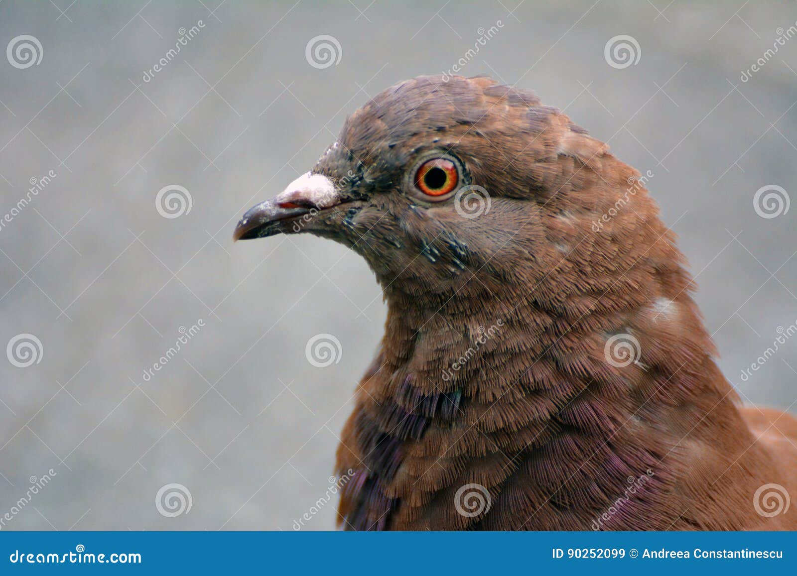 Duva fotografering för bildbyråer. Bild av svart, medf8ort - 90252099