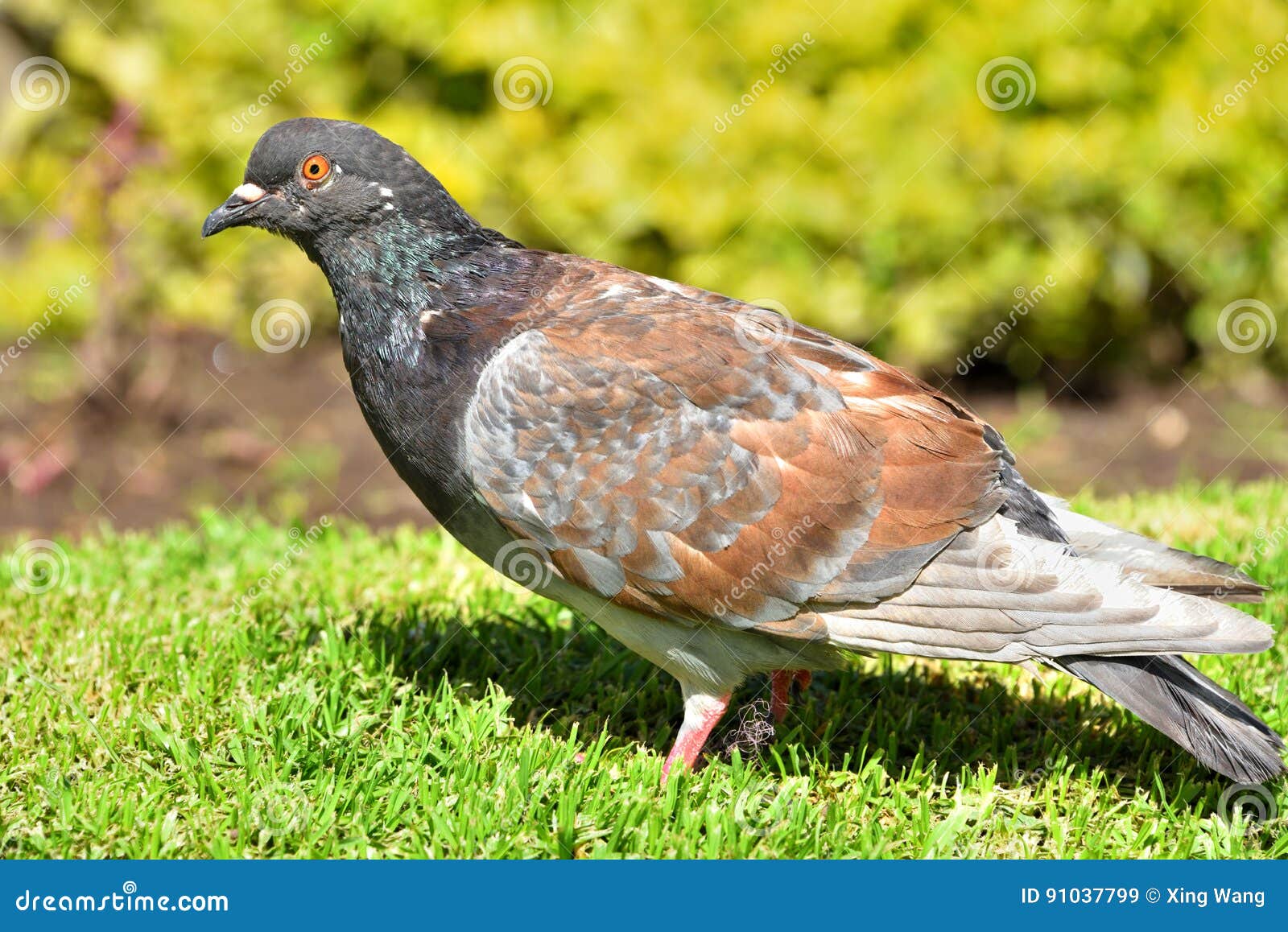 Duva fotografering för bildbyråer. Bild av natur, jordning - 91037799