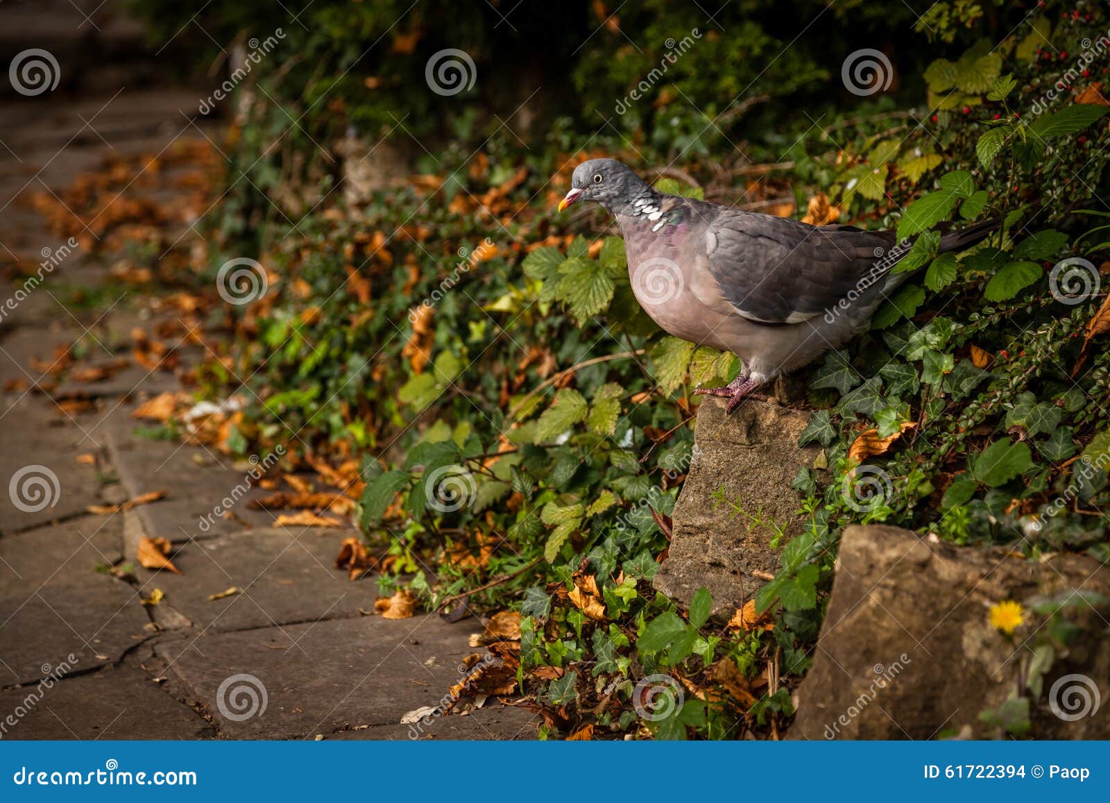 Duva i en parkera arkivfoto. Bild av golv, bili, smuts - 61722394