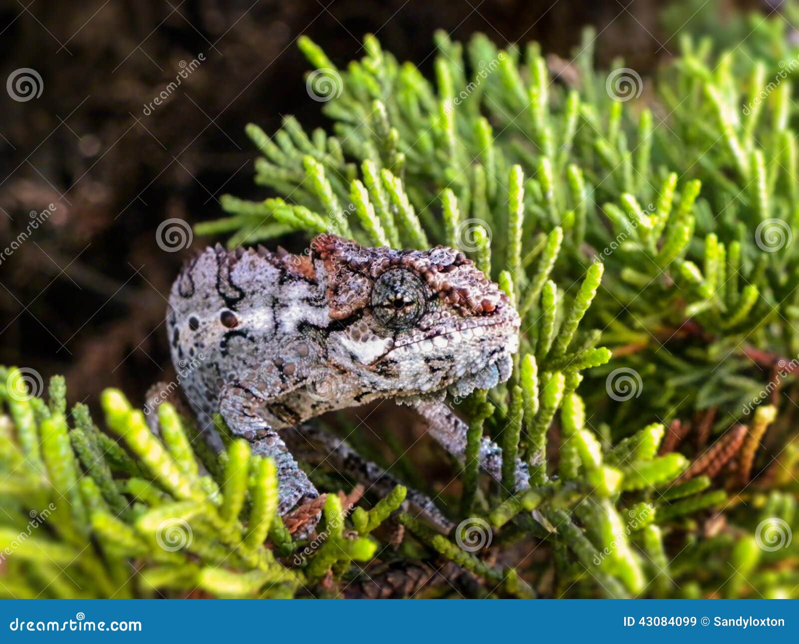 Dvärg- kameleont fotografering för bildbyråer. Bild av byggmästare ...