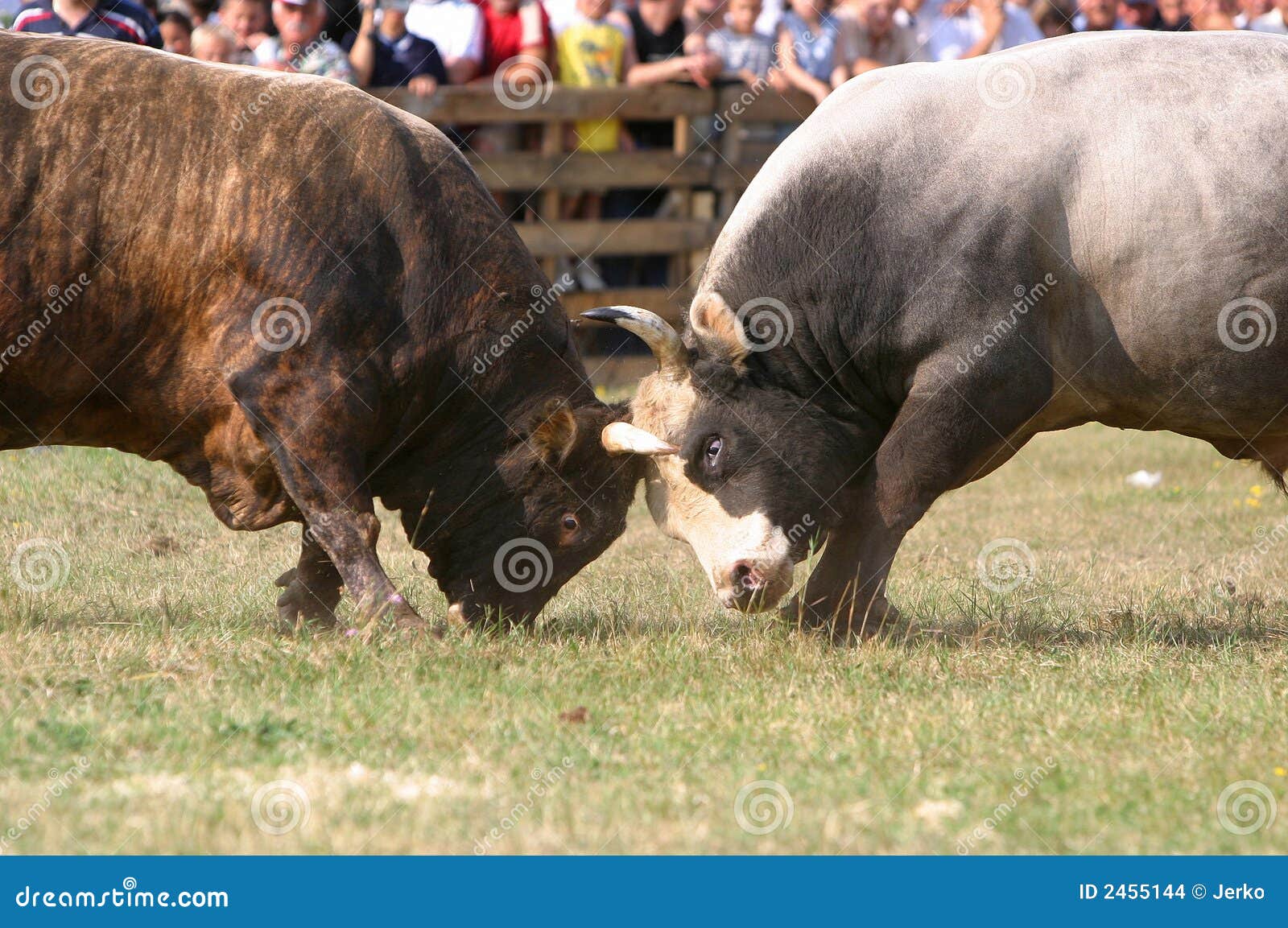 Dwa byki zdjęcie stock. Obraz złożonej z silny, kopyto - 2455144