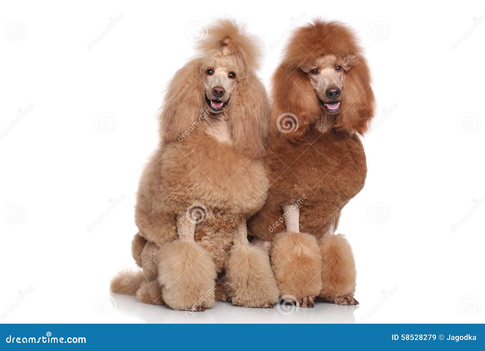 1,871 Pudle zdjęć stockowych - bezpłatne i z licencją Royalty Free od ...