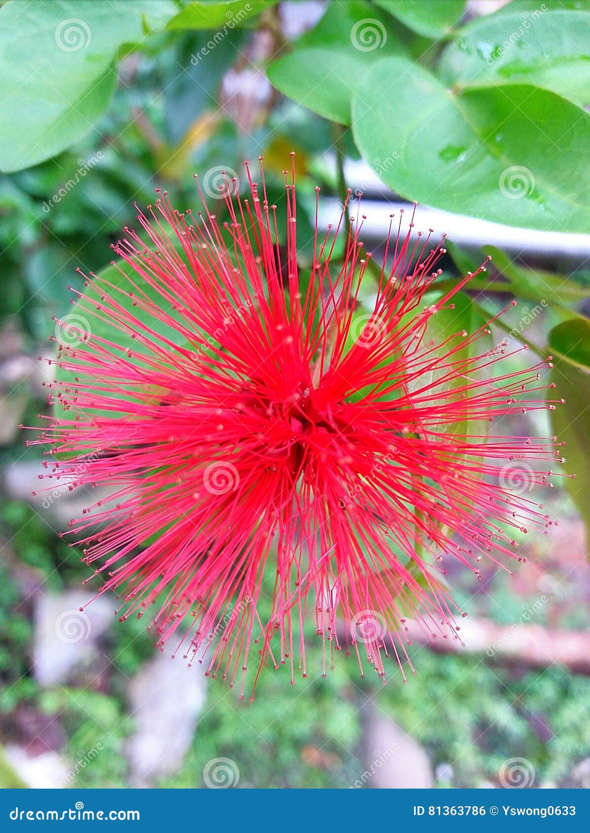 Dwaft Red Powder Puff Flower Stock Photo - Image of plant, flower: 81363786