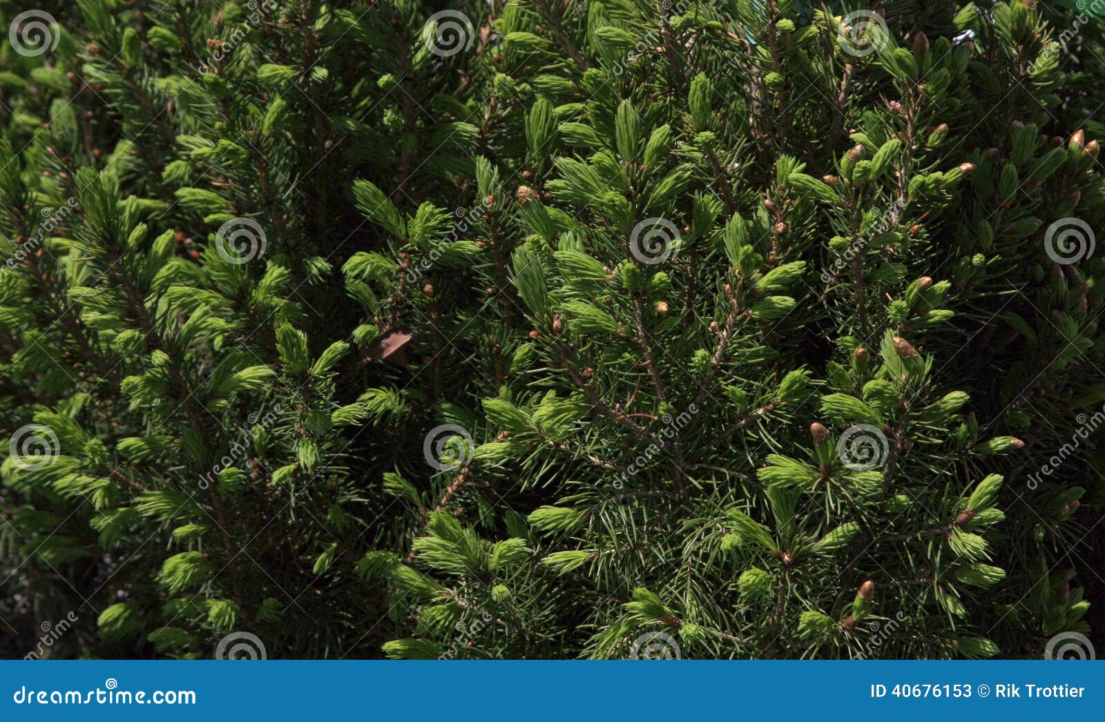 Dwarf Alberta spruce stock image. Image of tree, branches - 40676153