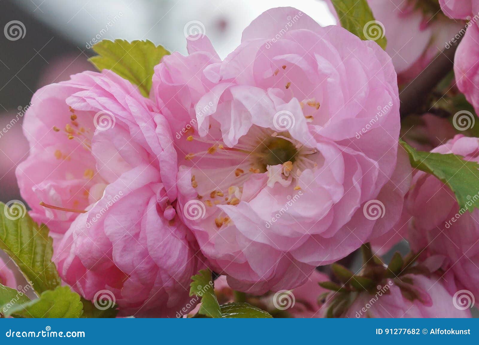 Dwarf Almond Prunus Tenella In Bloom Royalty-Free Stock Photography ...