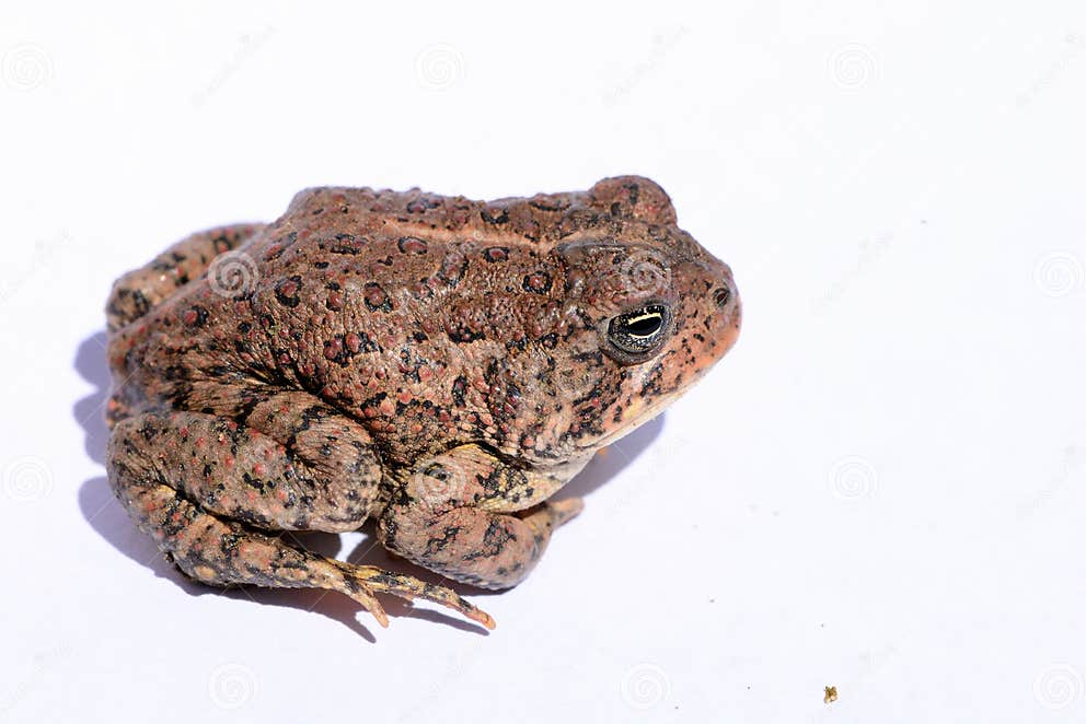 Dwarf American Toad stock photo. Image of cool, dwarf - 69165206