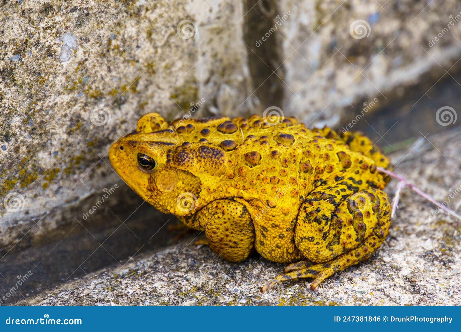 Dwarf American Toad on a Road Stock Photo - Image of bufonidae, tadpole ...
