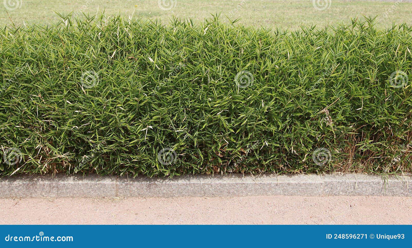 Dwarf Bamboo Hedge in a Green Space Stock Image - Image of detail ...
