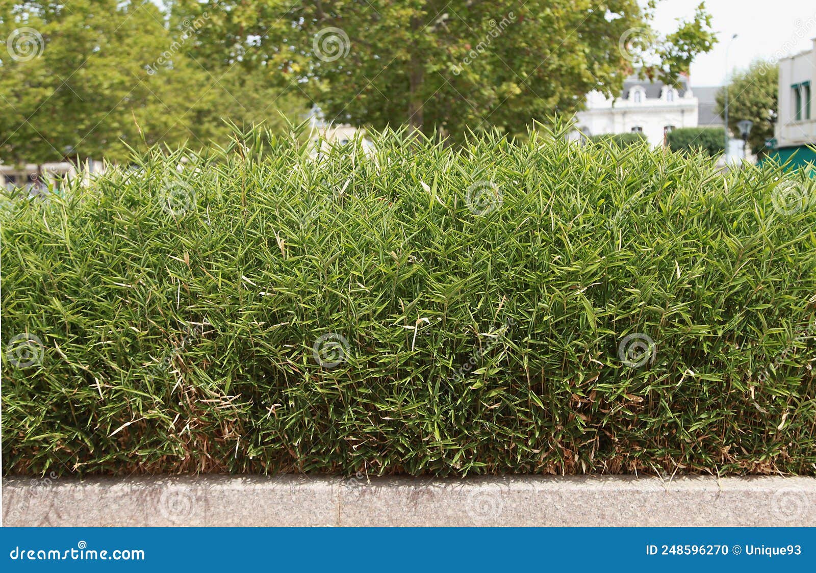 Dwarf Bamboo Hedge in a Green Space Stock Photo - Image of dwarf ...