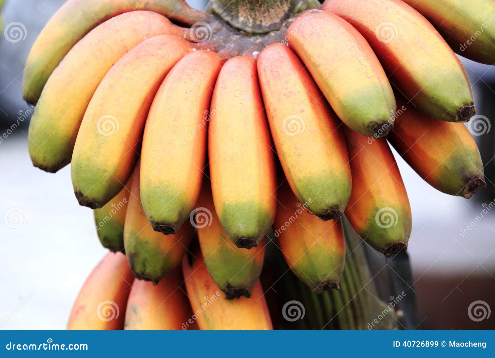 Dwarf banana stock image. Image of agriculture, chinese - 40726899