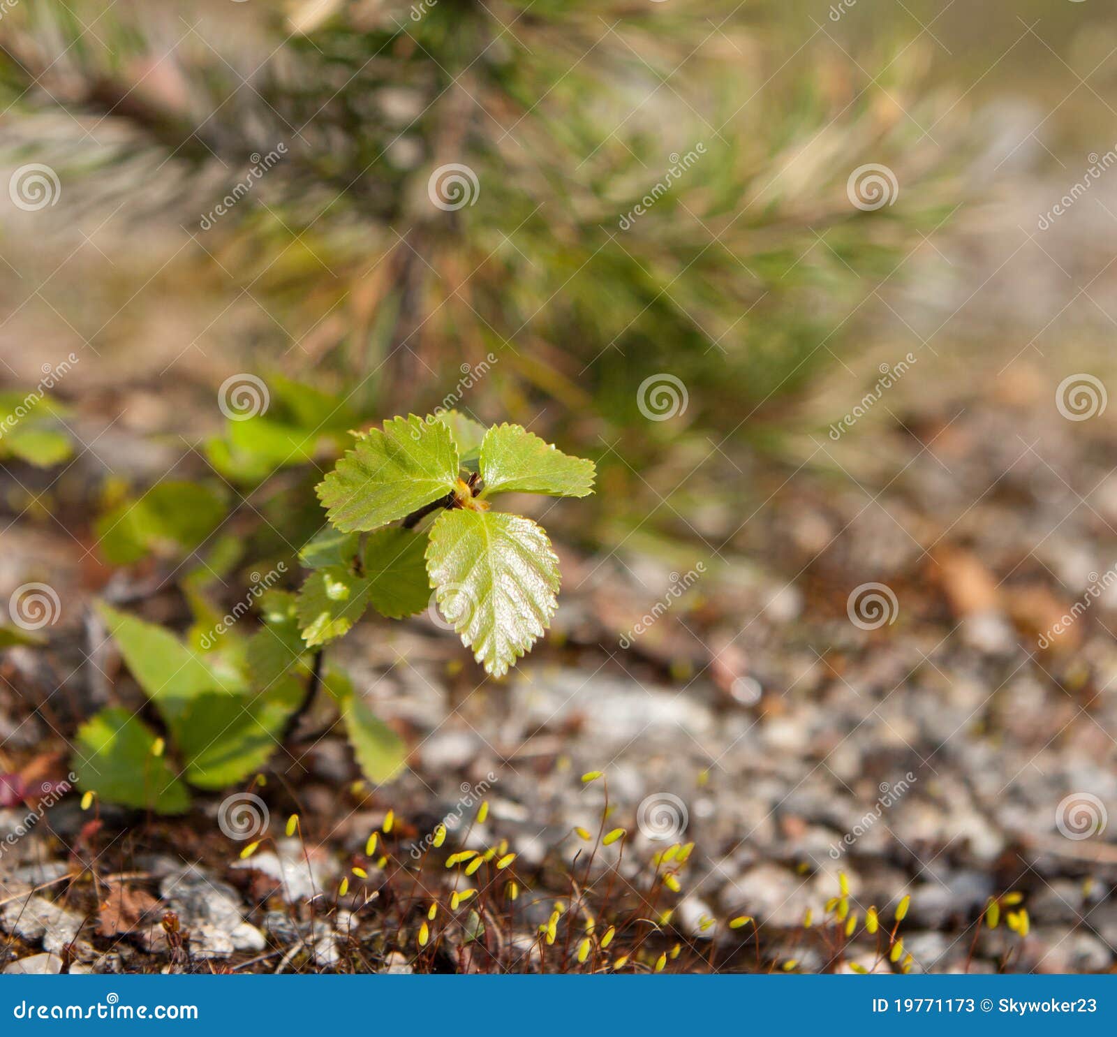 Dwarf Birch stock image. Image of leaves, small, region - 19771173