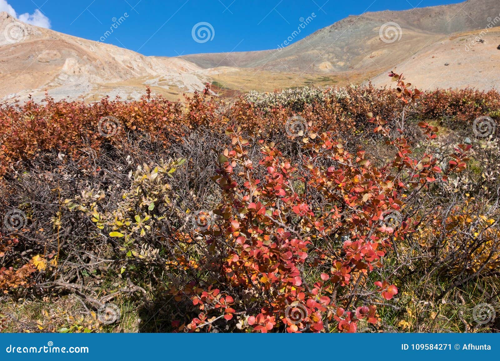 Dwarf Birch And Rhododendrons - The Basis Of Taiga. Background Of The ...