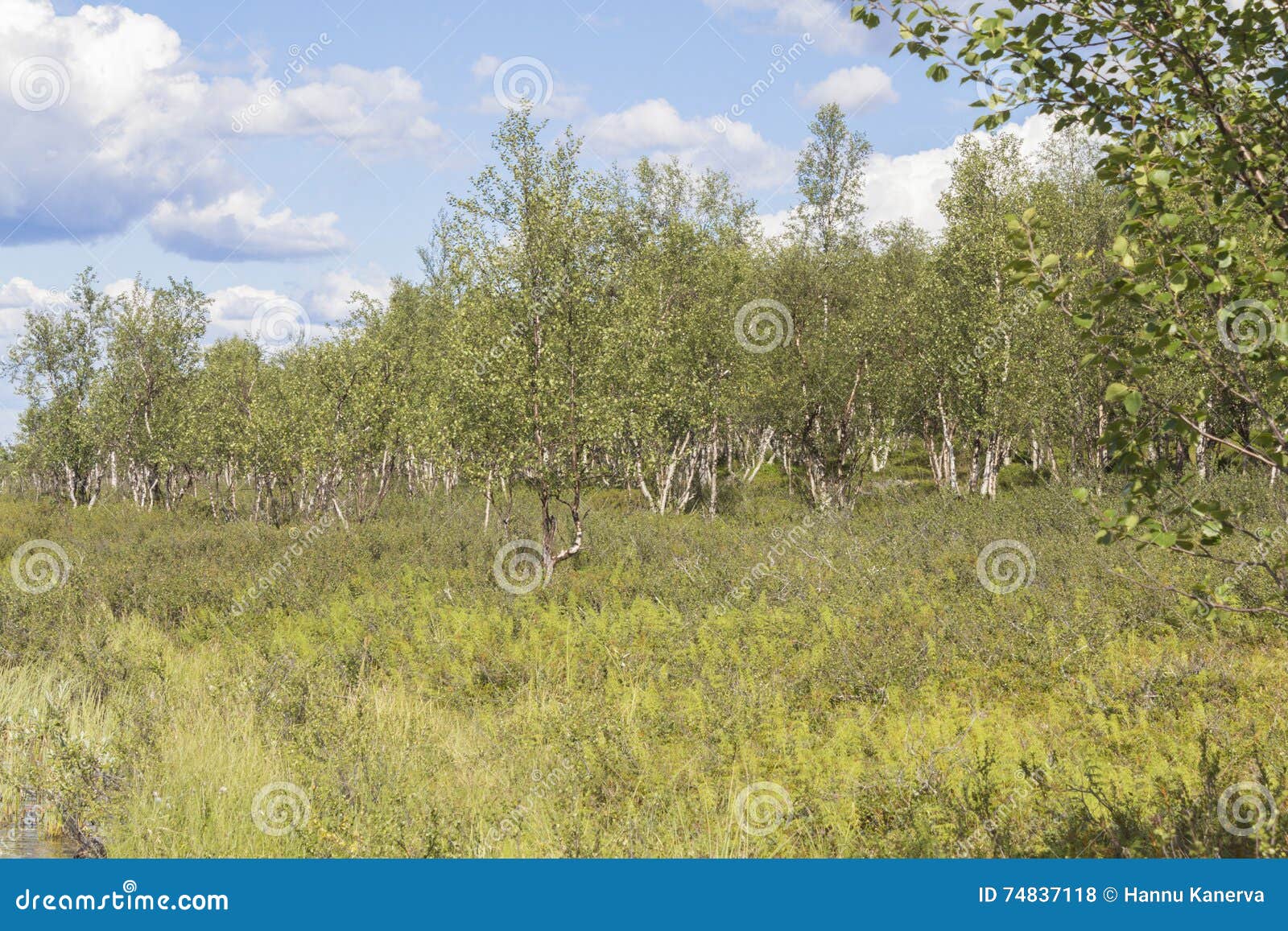 Dwarf birch forest stock photo. Image of landscape, nuorgam - 74837118