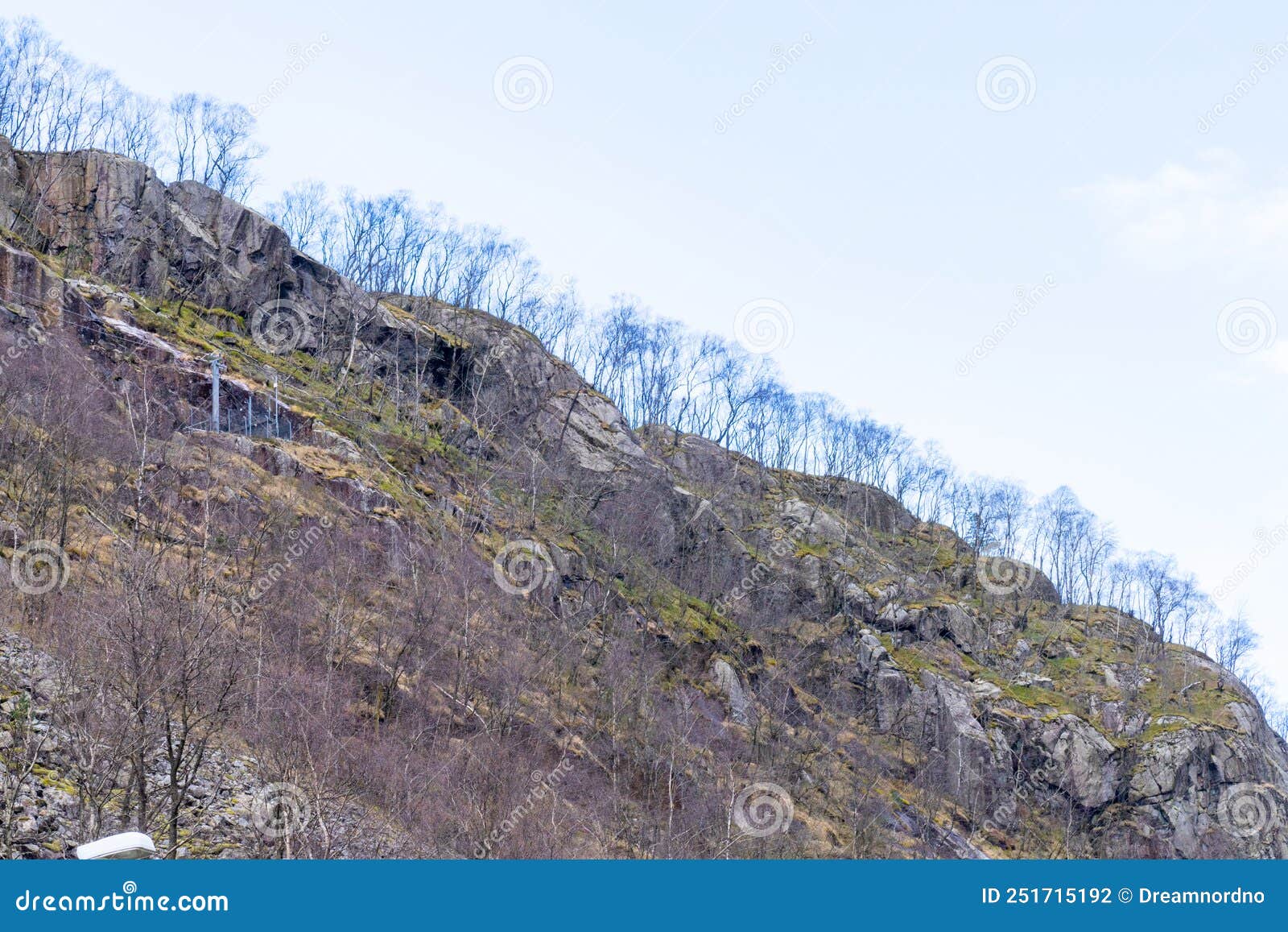 Dwarf Birch on the Mountain Slopes Stock Photo - Image of cladonia ...