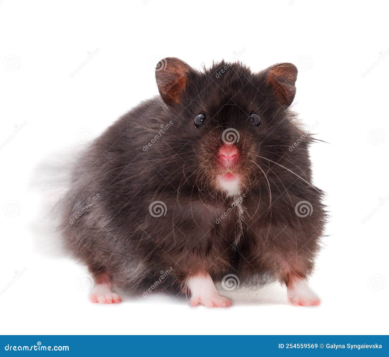 Dwarf black hamster stock image. Image of rodent, black - 254559569