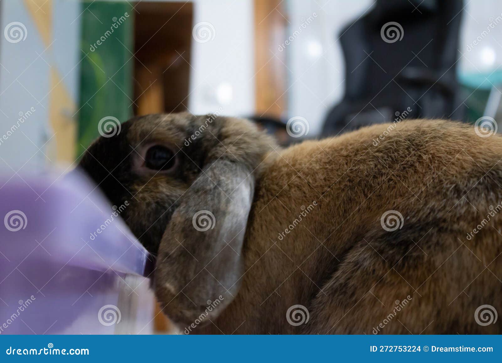 Dwarf brown ram rabbit stock photo. Image of brown, face - 272753224