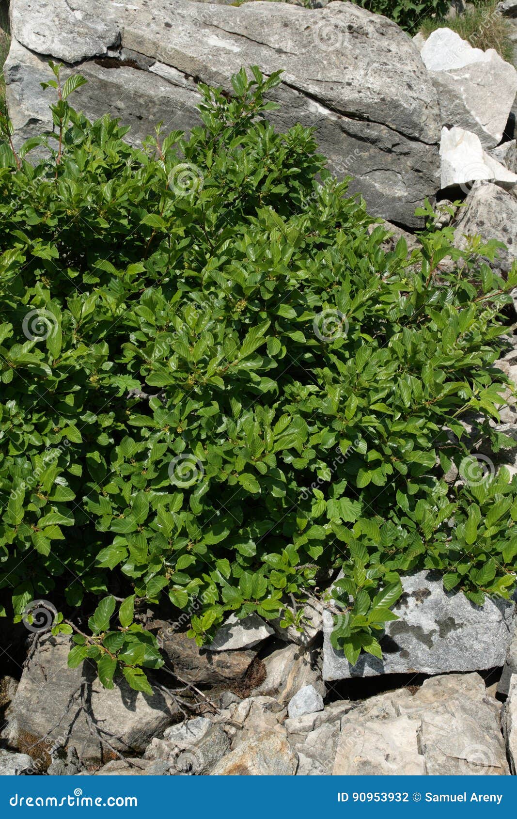 Dwarf buckthorns stock photo. Image of limb, pumila, green - 90953932