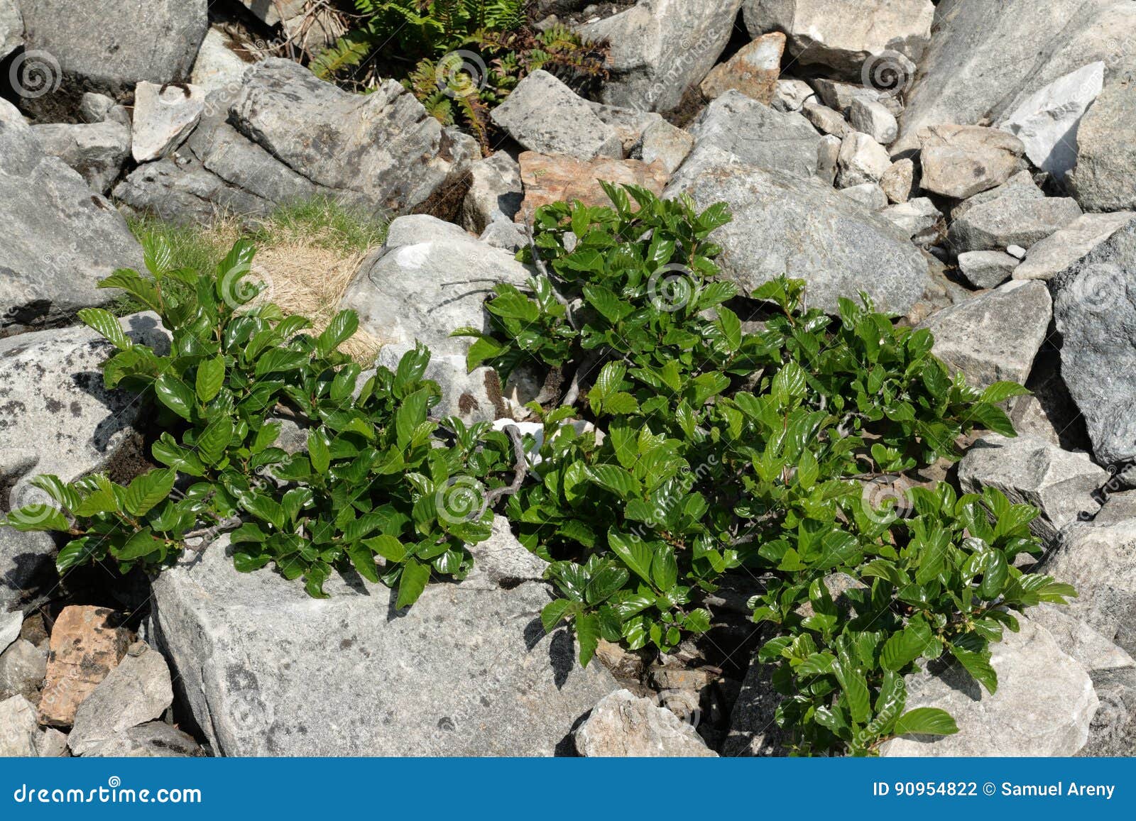 Dwarf buckthorns stock photo. Image of limb, botanic - 90954822