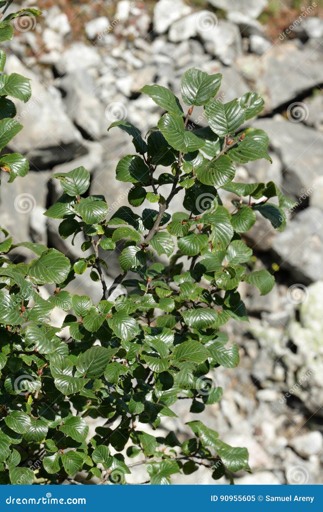 Dwarf buckthorns stock image. Image of plant, flora, nature - 90955605