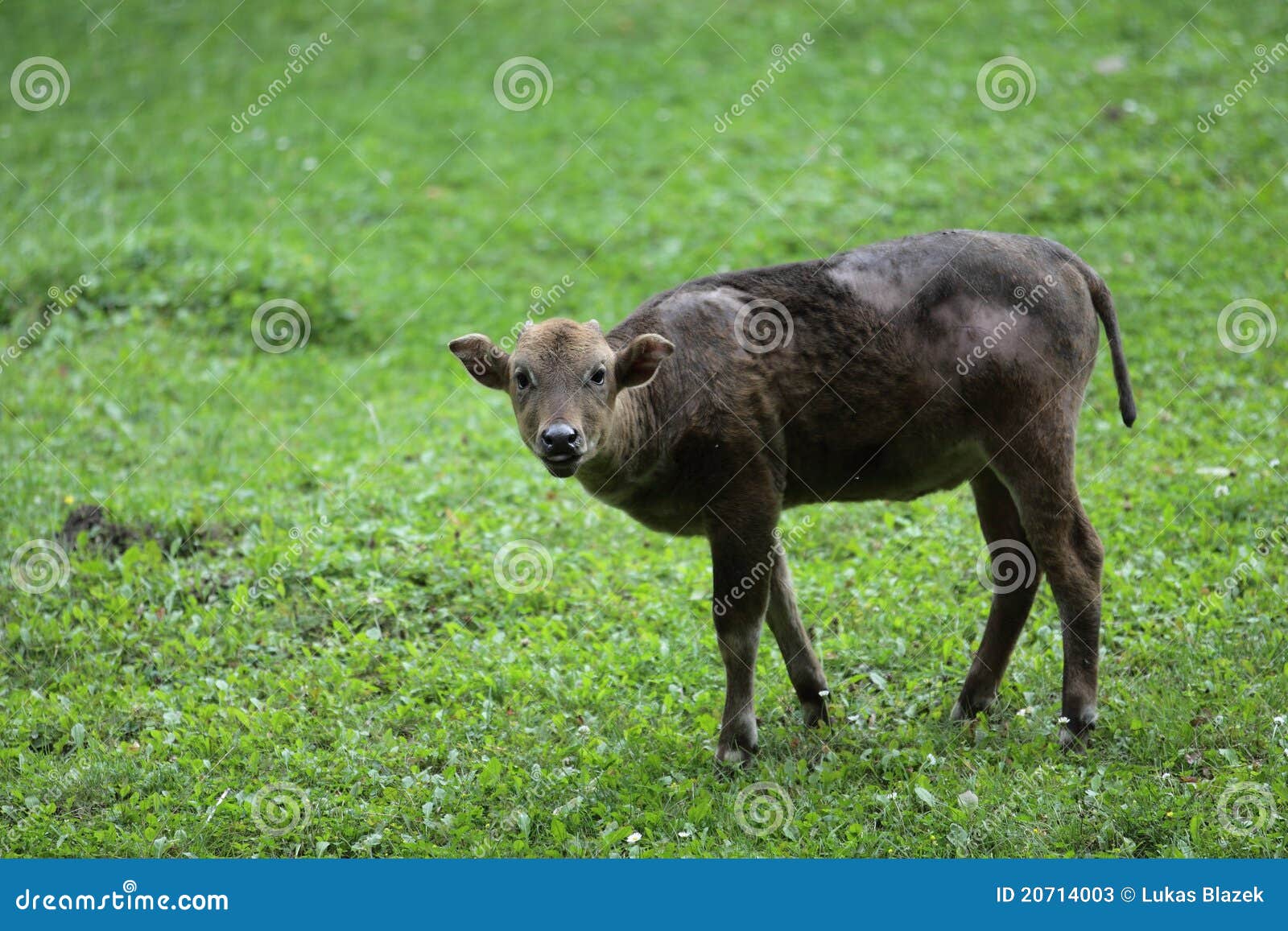 Dwarf buffalo juvenile stock image. Image of wildlife - 20714003