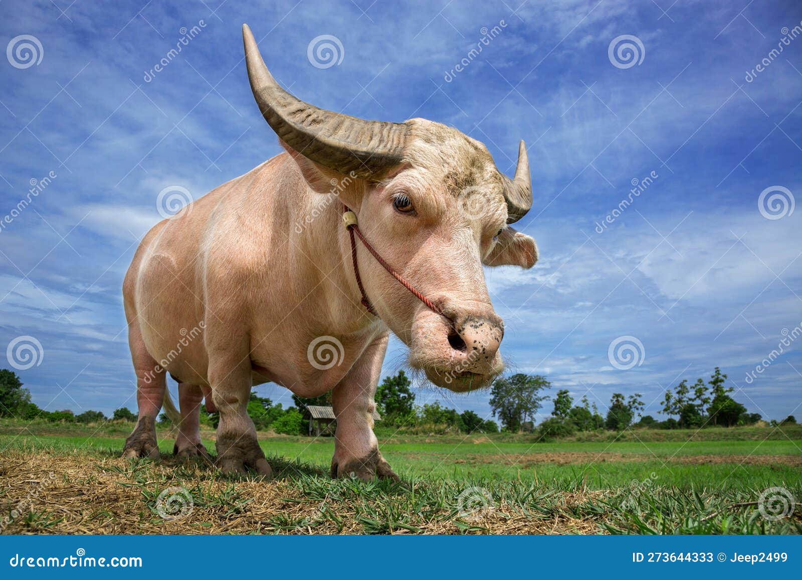 Dwarf Buffalo (Pink Buffalo) in the Atmosphere. Stock Image - Image of ...