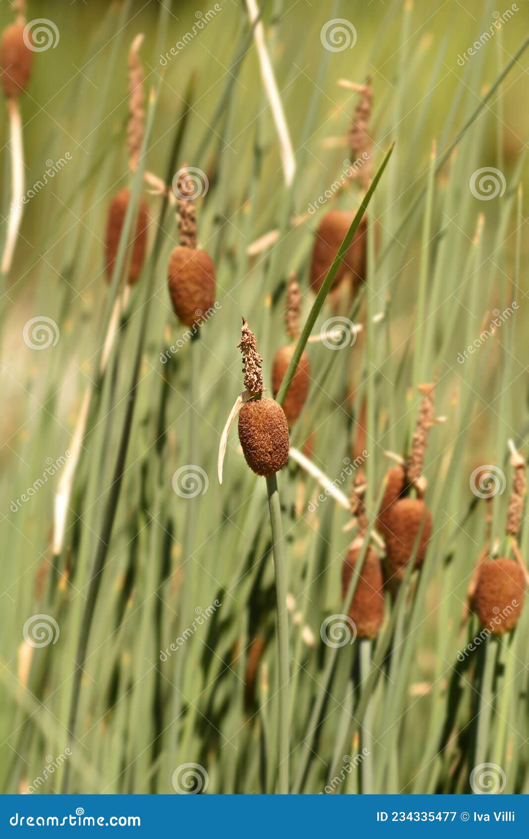 Dwarf bulrush stock image. Image of reedmace, green - 234335477