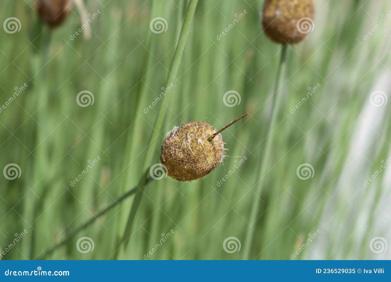 Dwarf bulrush stock image. Image of garden, close, miniature - 236529035