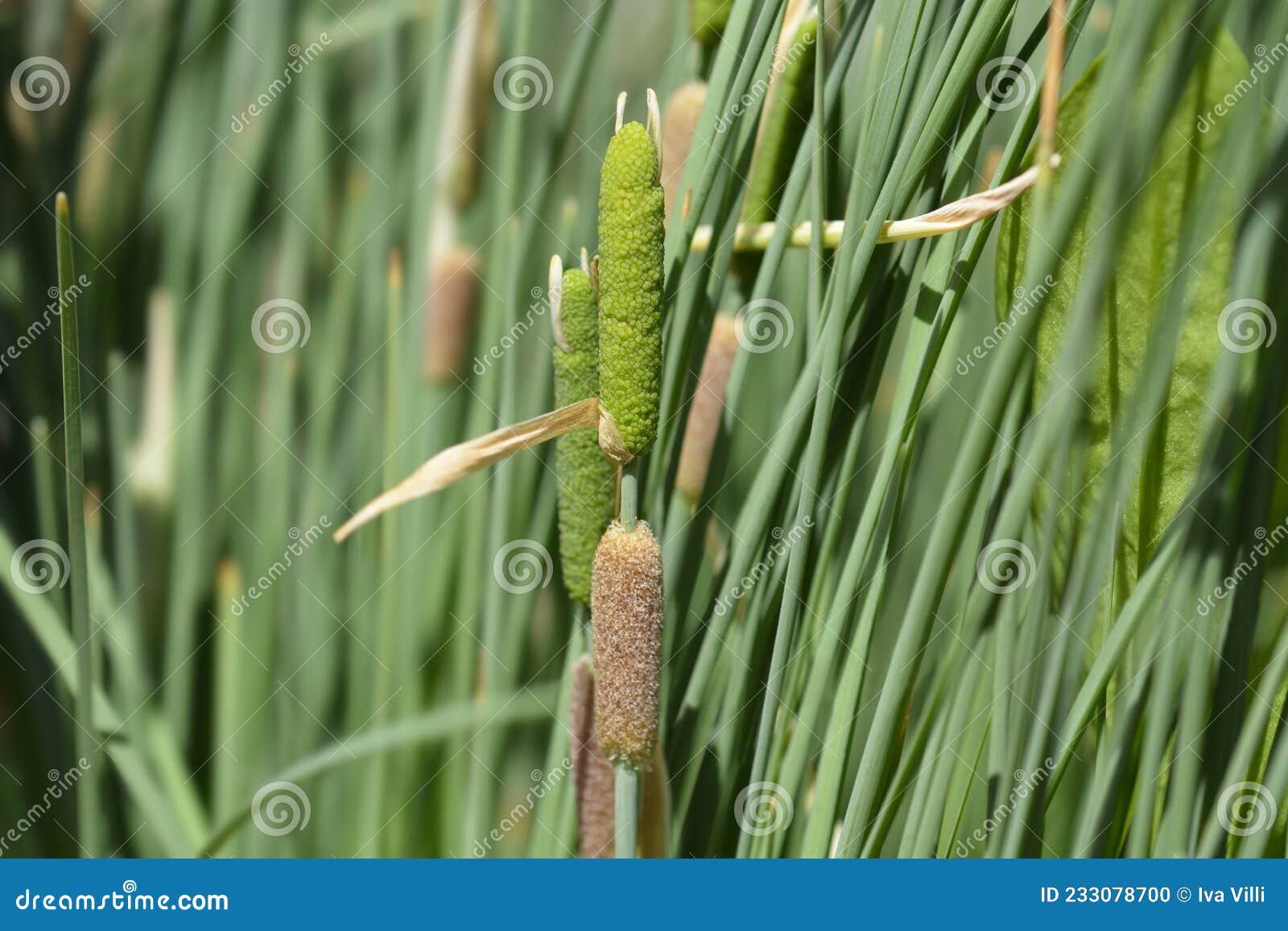 Dwarf bulrush stock photo. Image of close, flower, plant - 233078700
