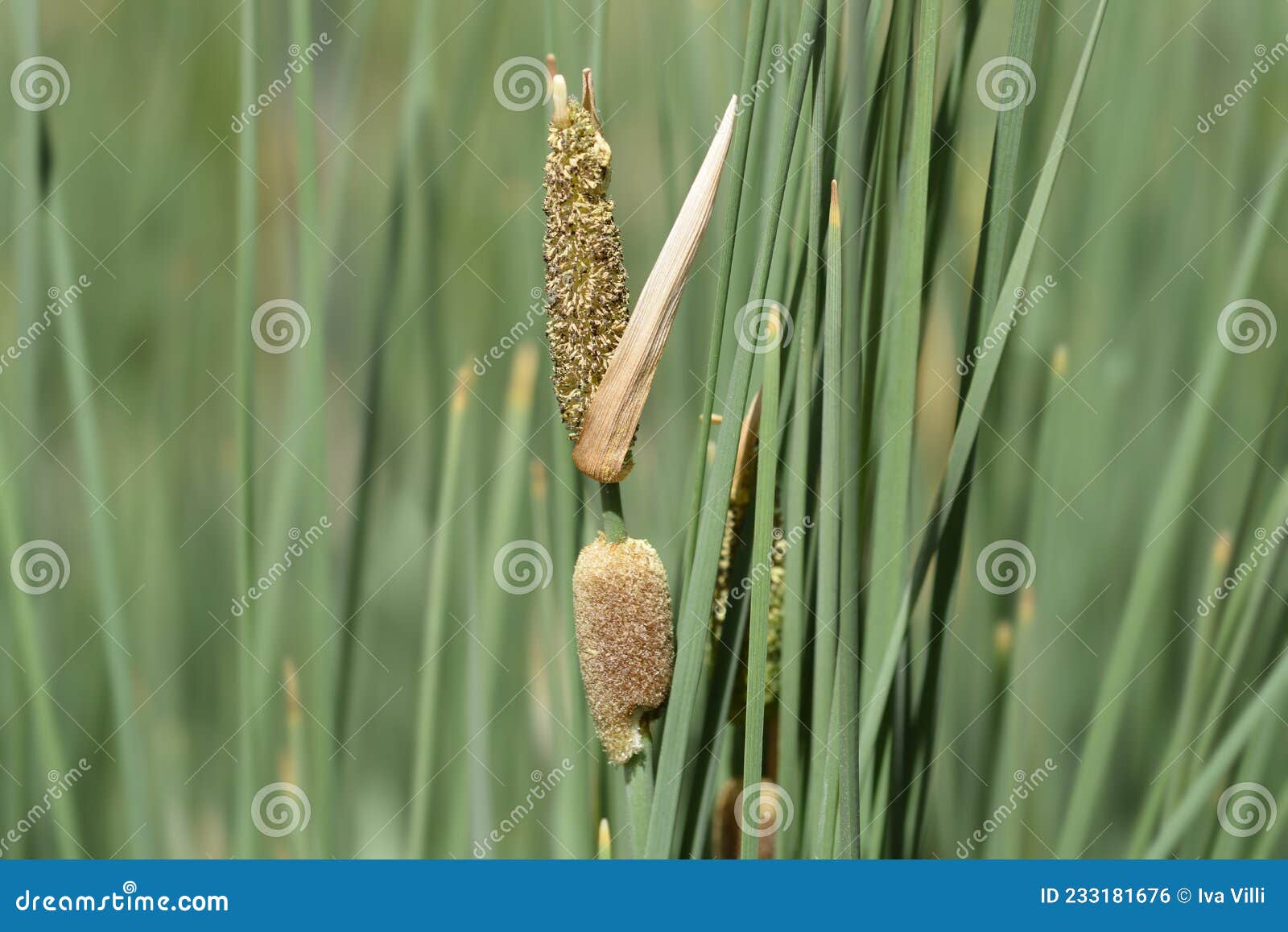 Dwarf bulrush stock photo. Image of miniature, botany - 233181676