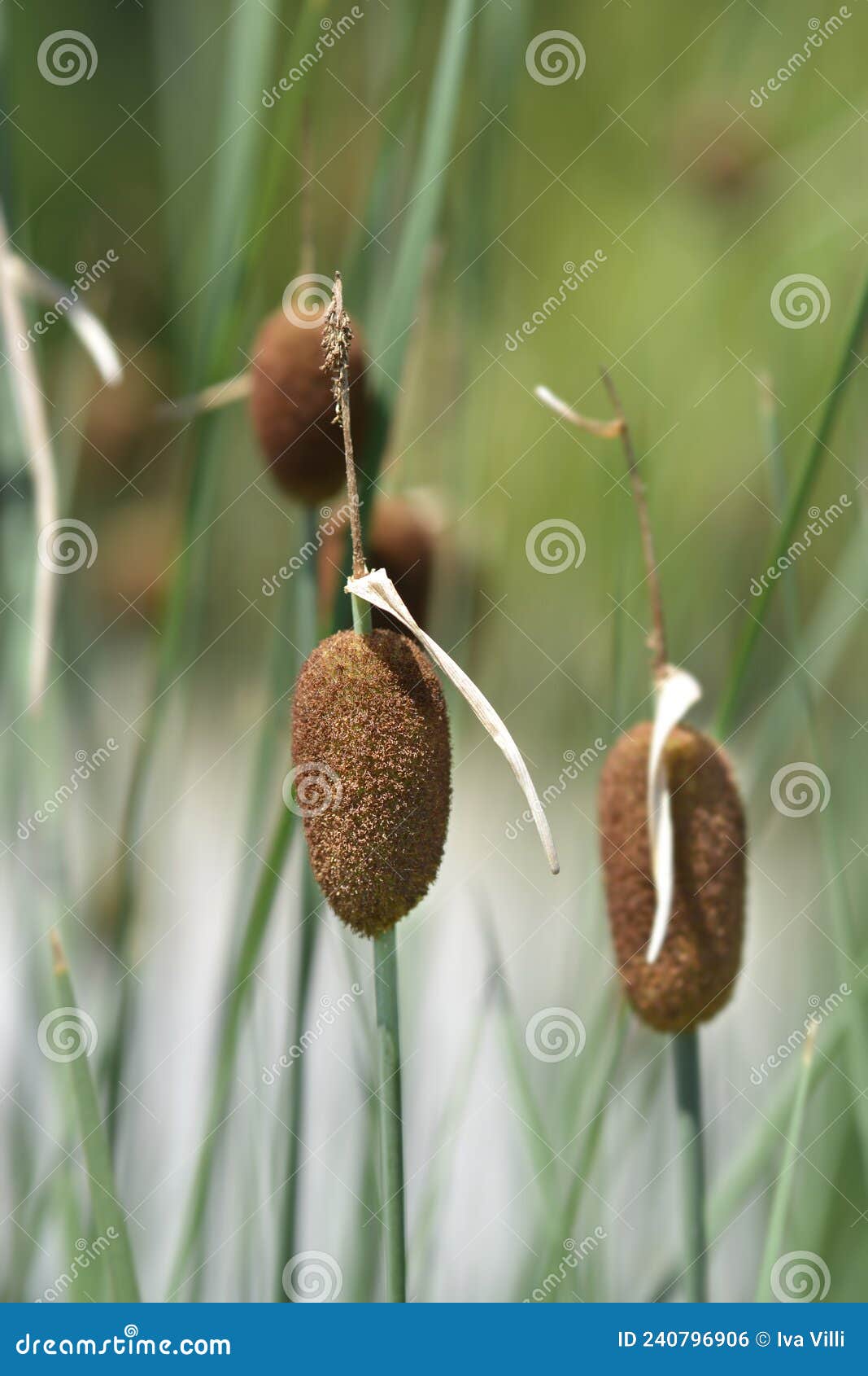 Dwarf bulrush stock photo. Image of flower, outdoors - 240796906