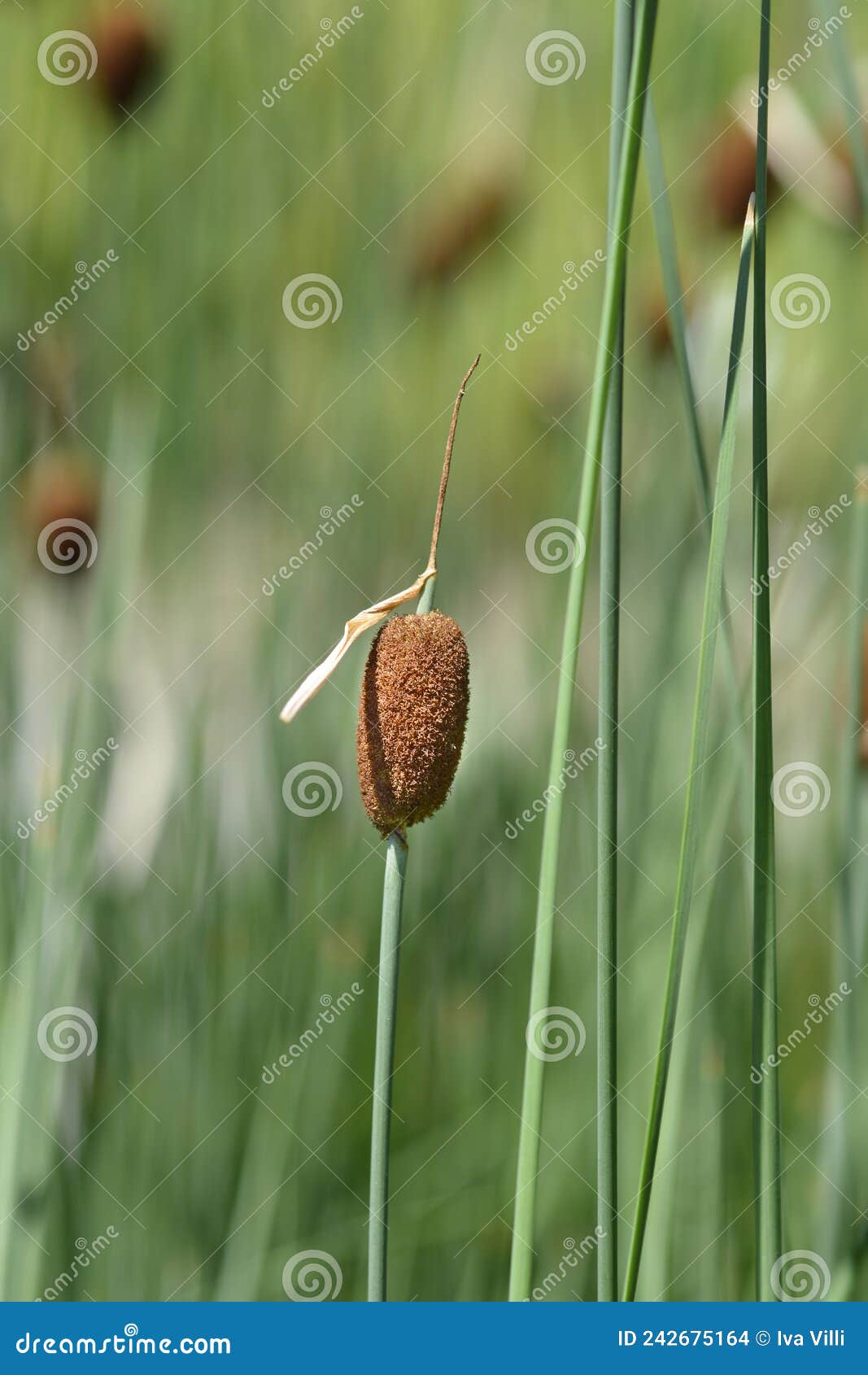 Dwarf bulrush stock photo. Image of garden, leaf, dwarf - 242675164