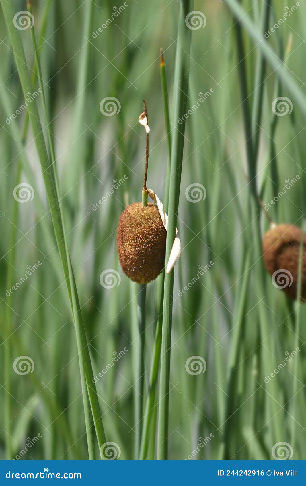 Dwarf bulrush stock photo. Image of reedmace, miniature - 244242916