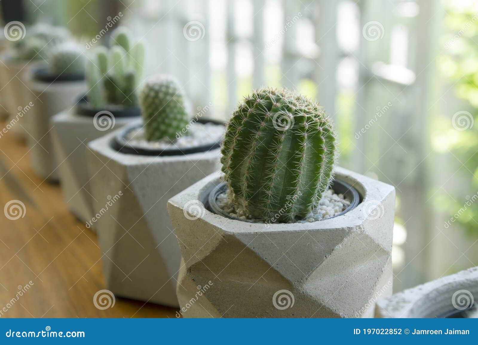 Dwarf Cactus Collection in Coffee Shop Stock Photo - Image of dwarf ...