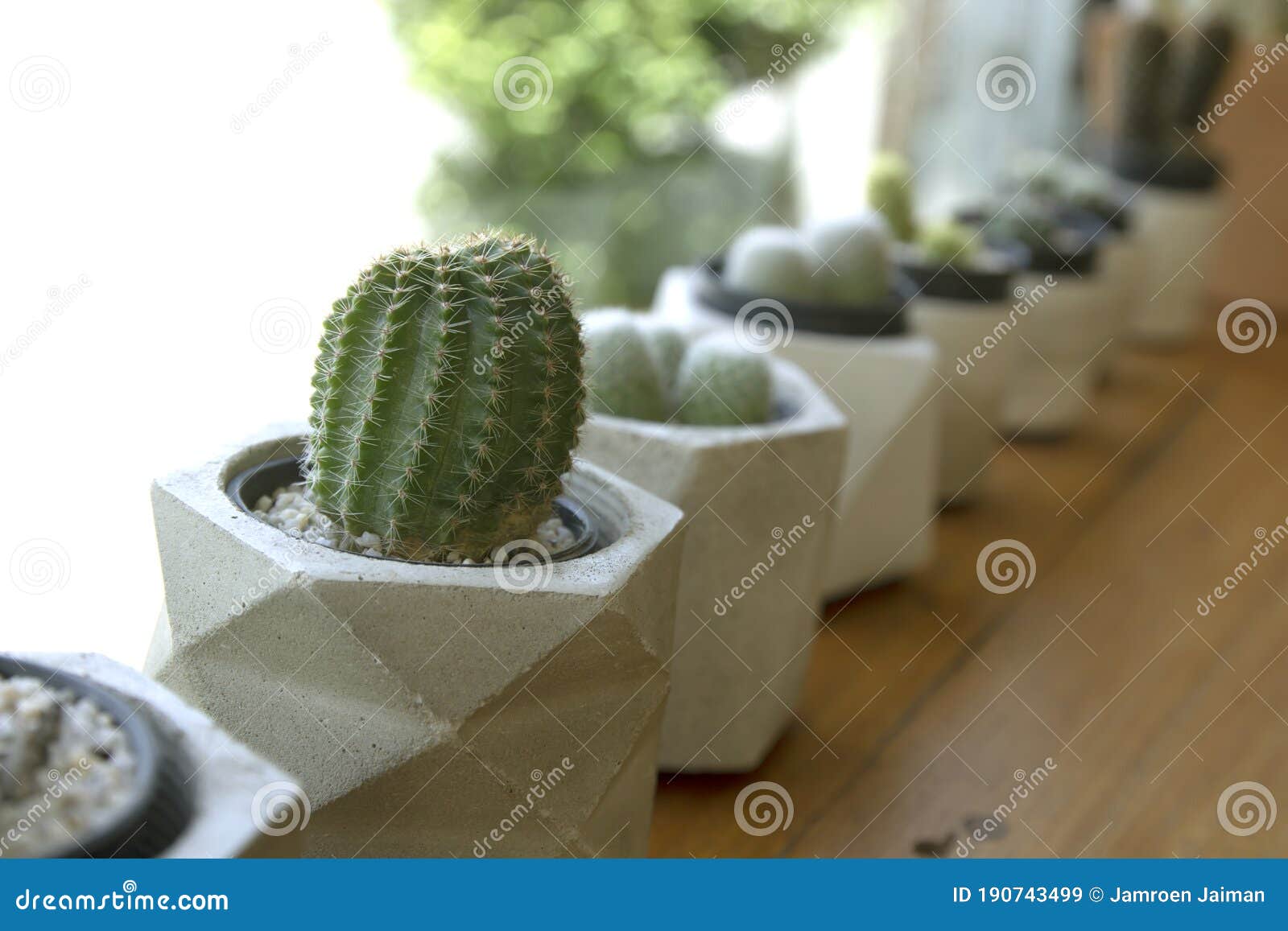 Dwarf Cactus Collection.Dwarf Cactus Shop Stock Image - Image of desert ...