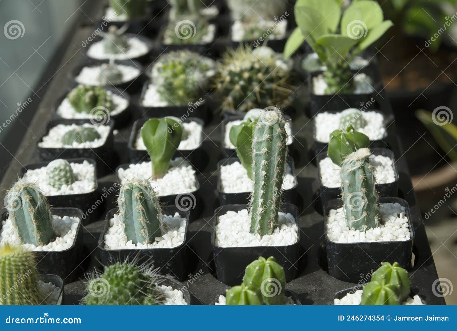 Dwarf Cactus Collection.Dwarf Cactus Shop Stock Photo - Image of flower ...