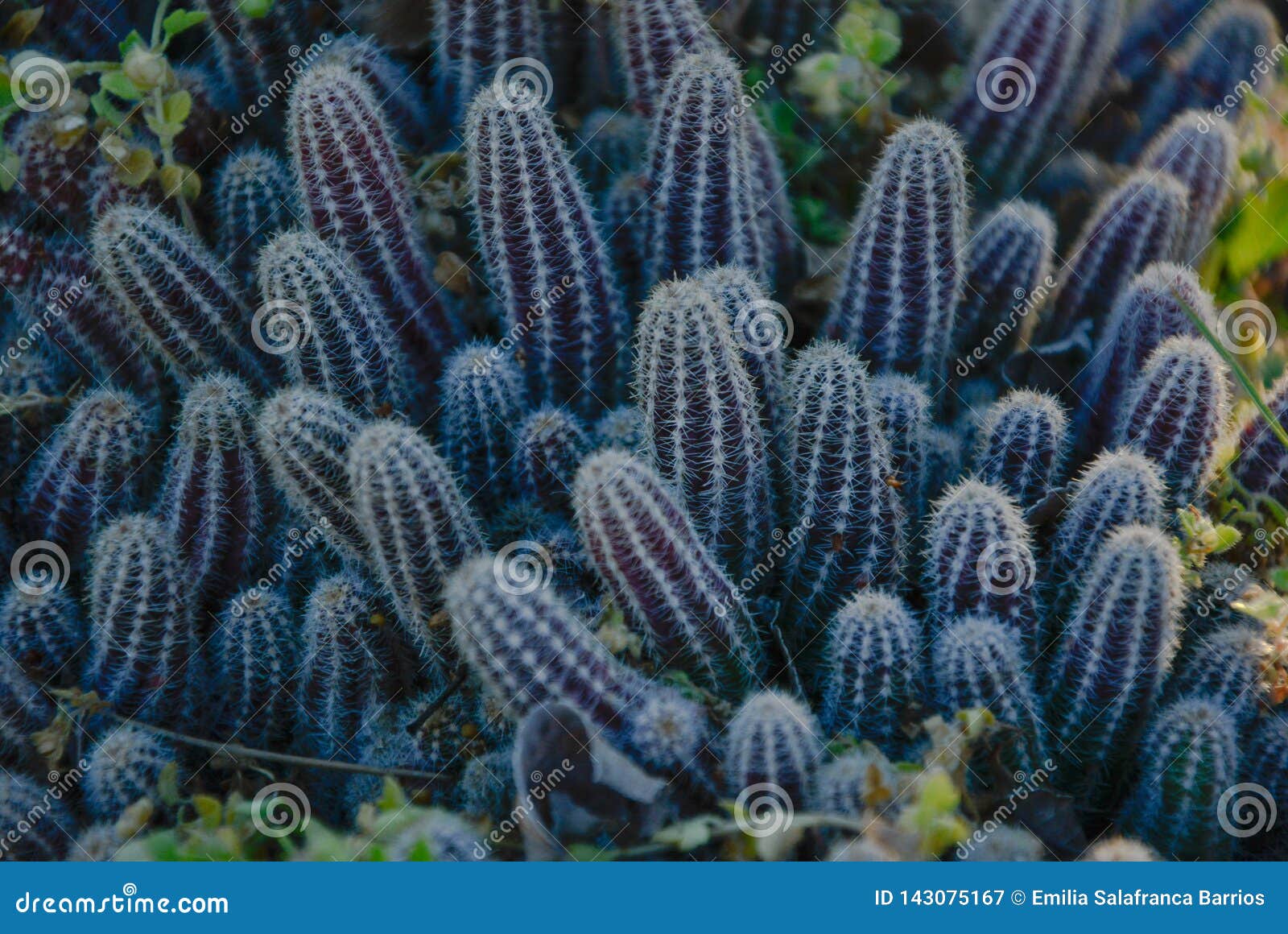Dwarf Cactus Growing Naturally Stock Image - Image of cactus, postcard ...