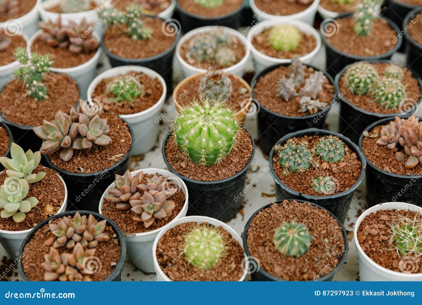 Dwarf Cactus Plant in a Small Pot Stock Image - Image of color, beauty ...