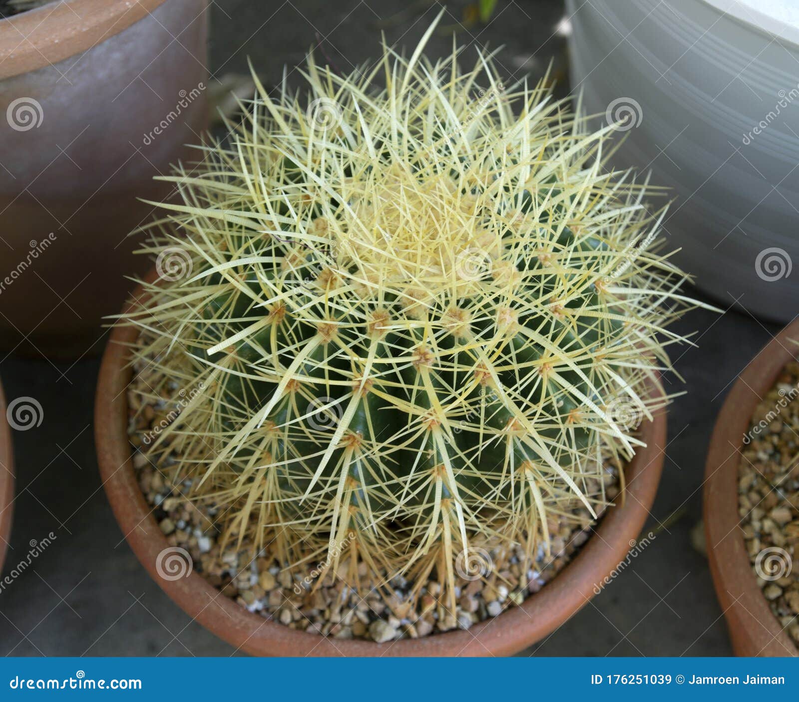 Dwarf Cactus in a Small Pot Stock Image - Image of cactaceae ...