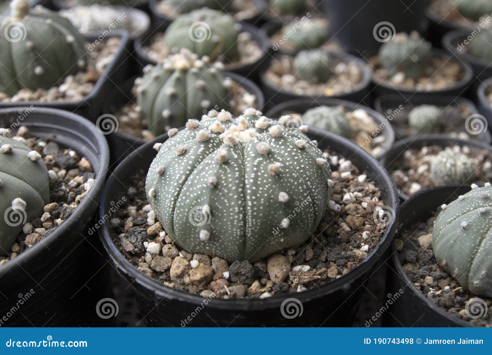 Dwarf Cactus in a Small Pot Stock Photo - Image of beautiful, color ...