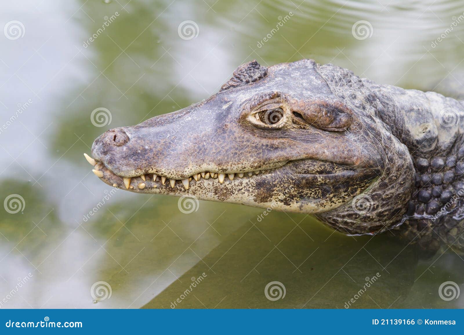 Dwarf caiman stock photo. Image of forest, caiman, mouth - 21139166