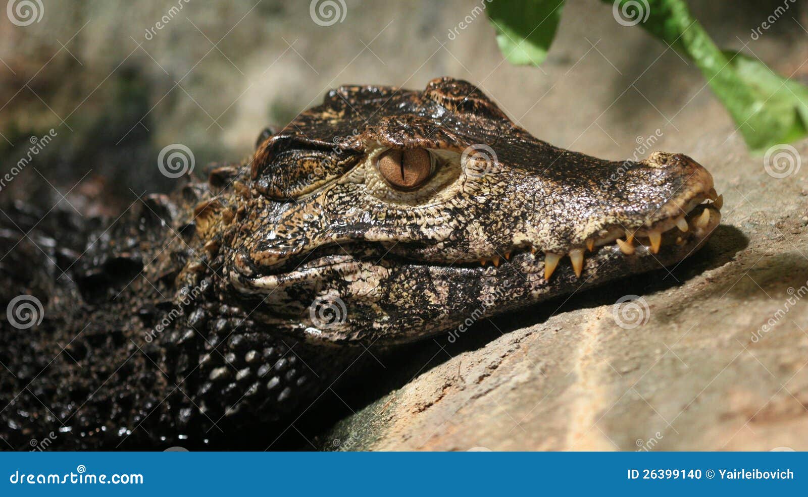 Dwarf caiman stock photo. Image of small, dwarf, caiman - 26399140