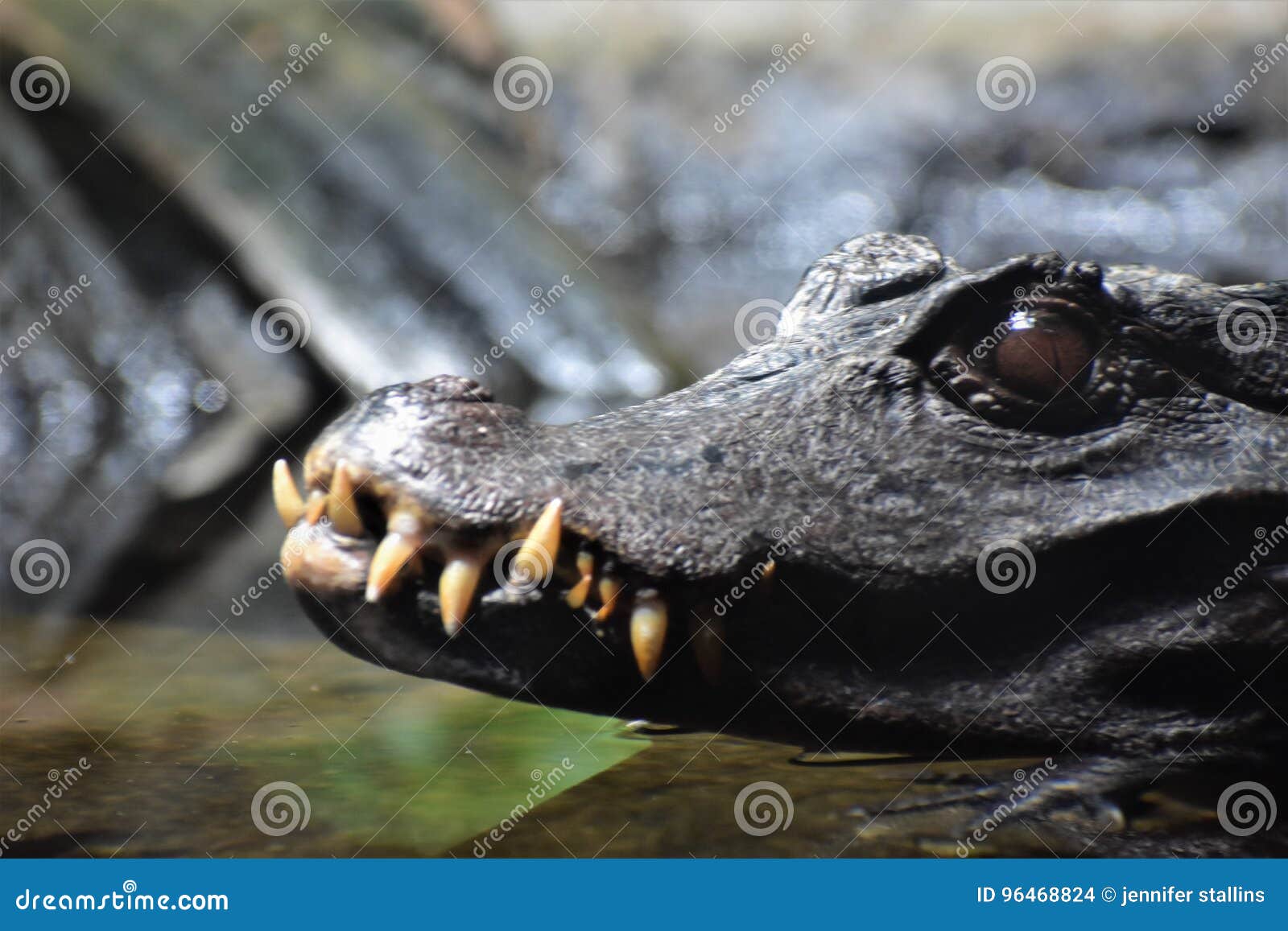 Dwarf caiman stock photo. Image of caiman, dwarf, spooky - 96468824