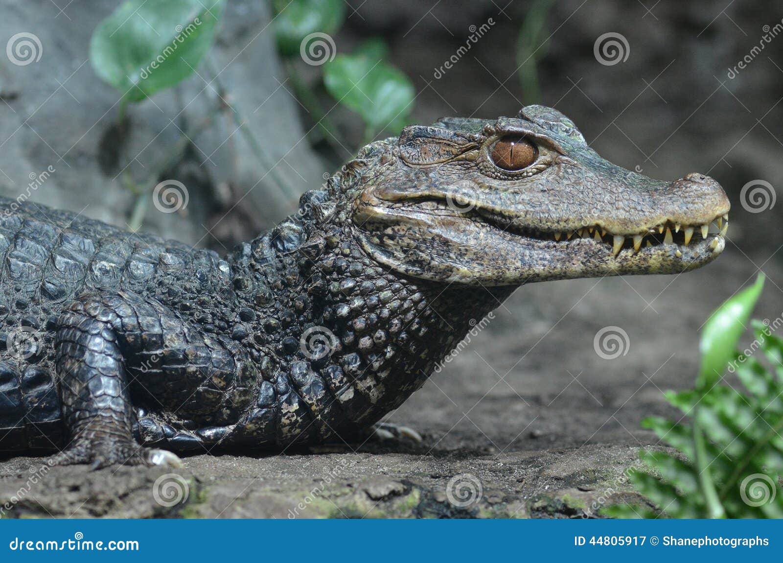 Dwarf Caiman stock image. Image of small, south, trigonatus - 44805917
