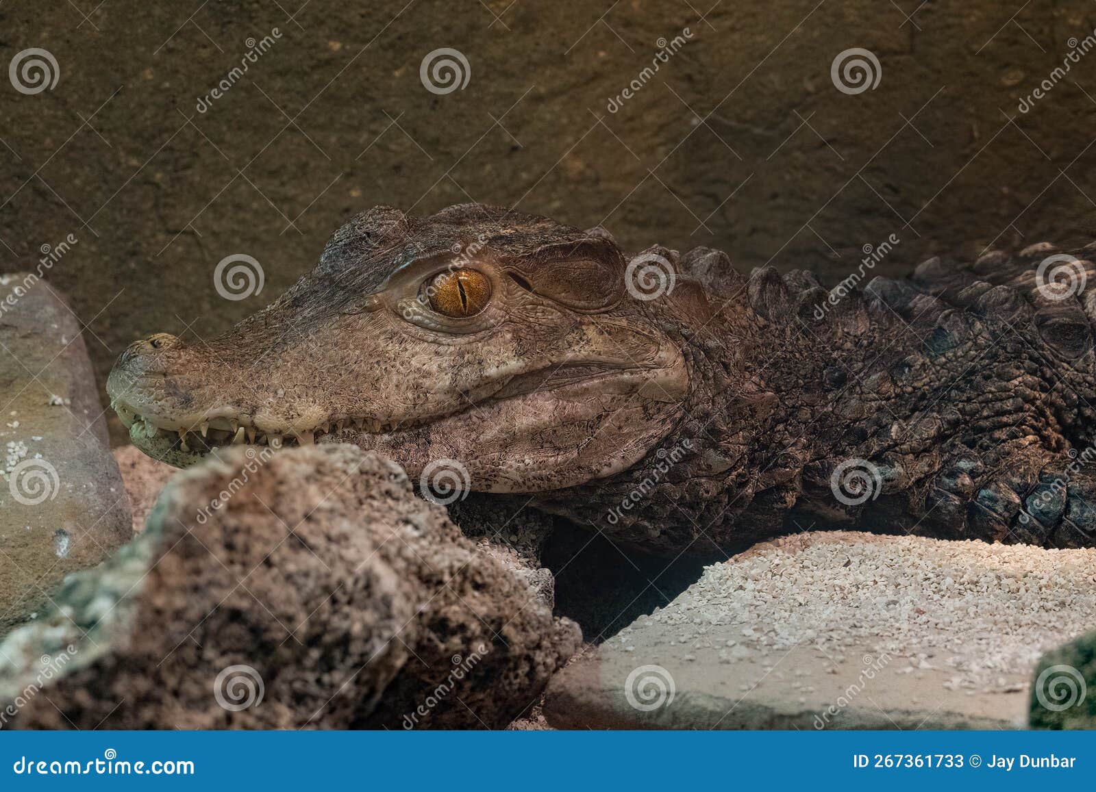 Dwarf Caiman Gets a Close Up Side Profile while in Captivity Stock ...