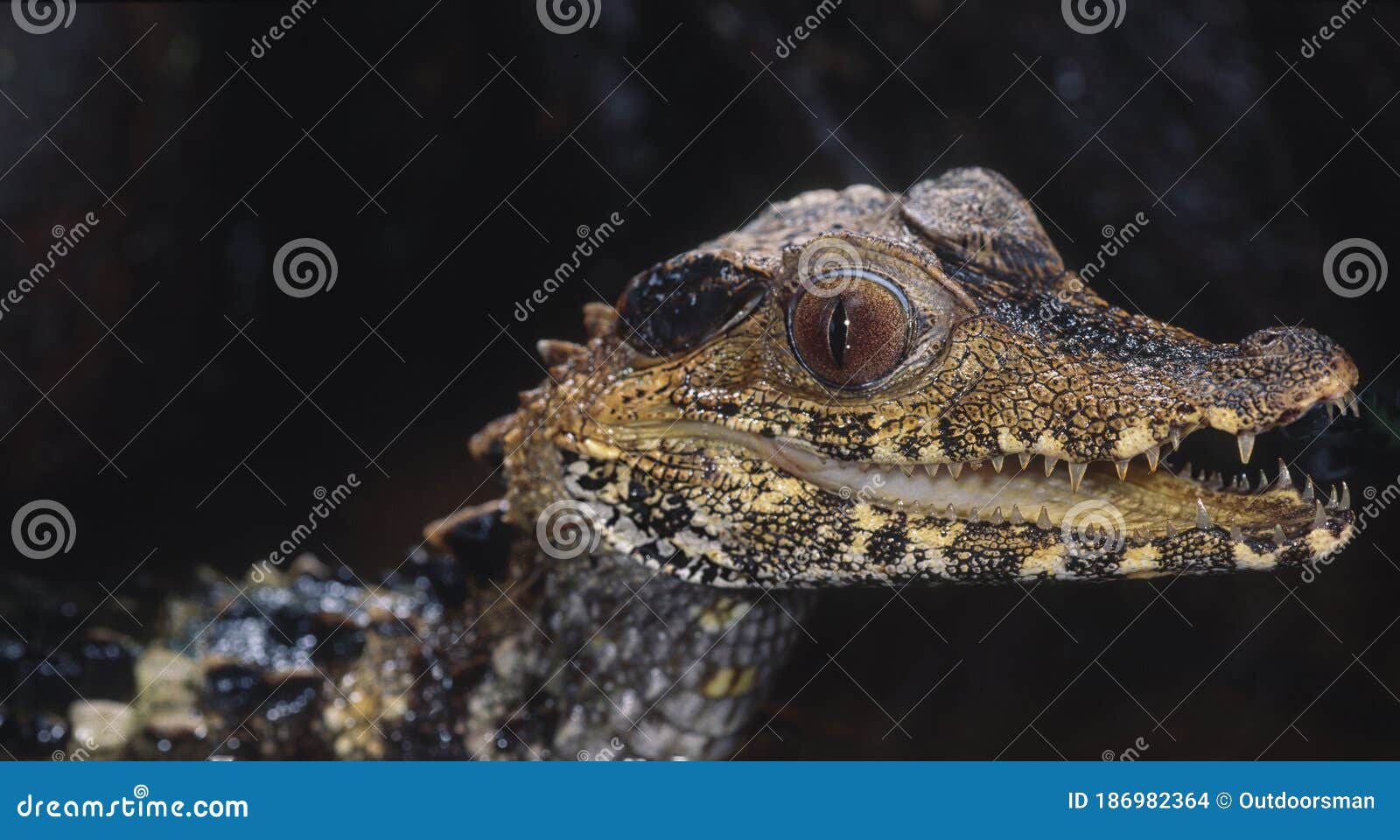 Dwarf caiman close up stock photo. Image of lizard, paleosuchus - 186982364