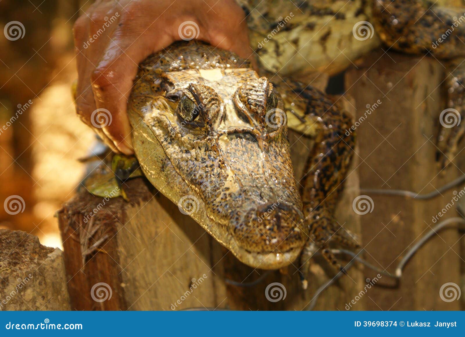 Dwarf Caiman (Palaeosuchus Trigonatus) in Rainforest, in Peru Stock ...