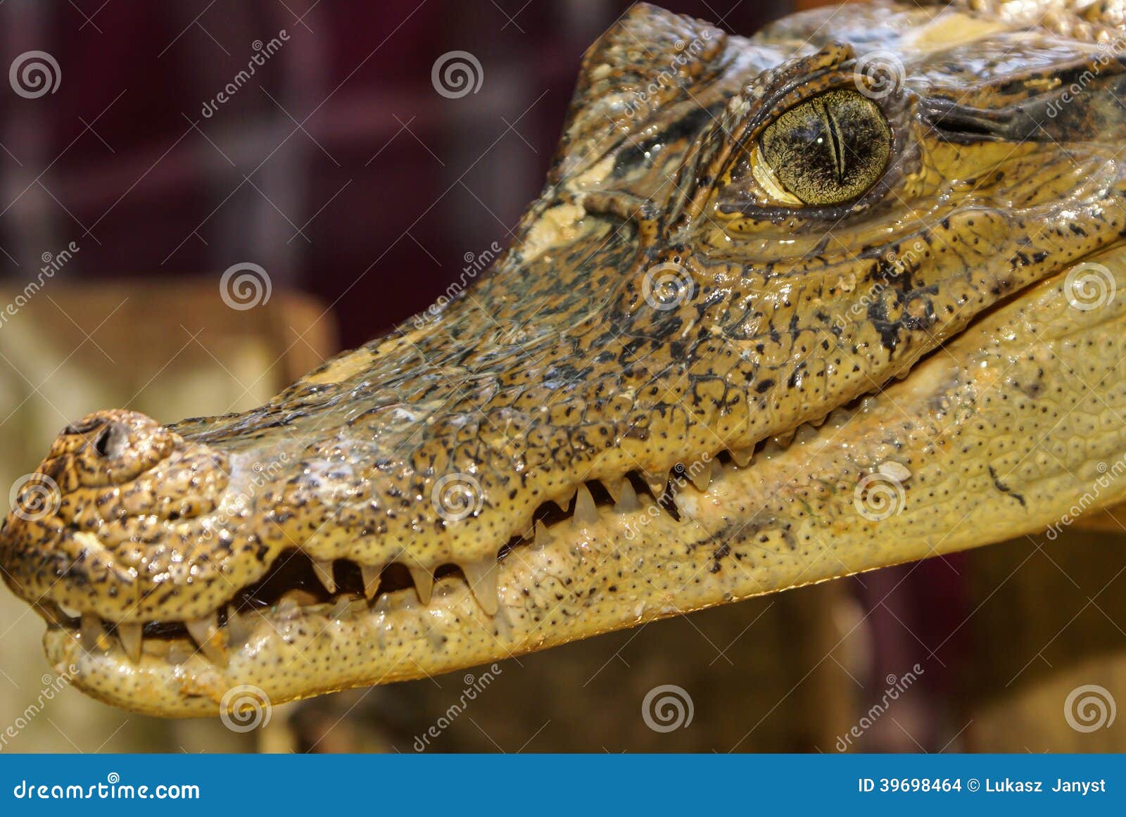 Dwarf Caiman (Palaeosuchus Trigonatus) in Rainforest, in Peru Stock ...